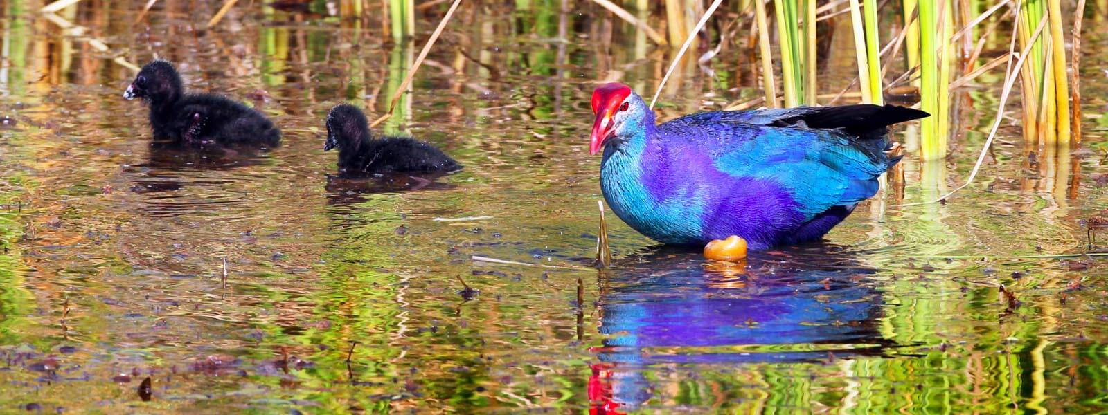 Kalametiya Bird Watching Tour - Kalametiya Bird Sanctuary
