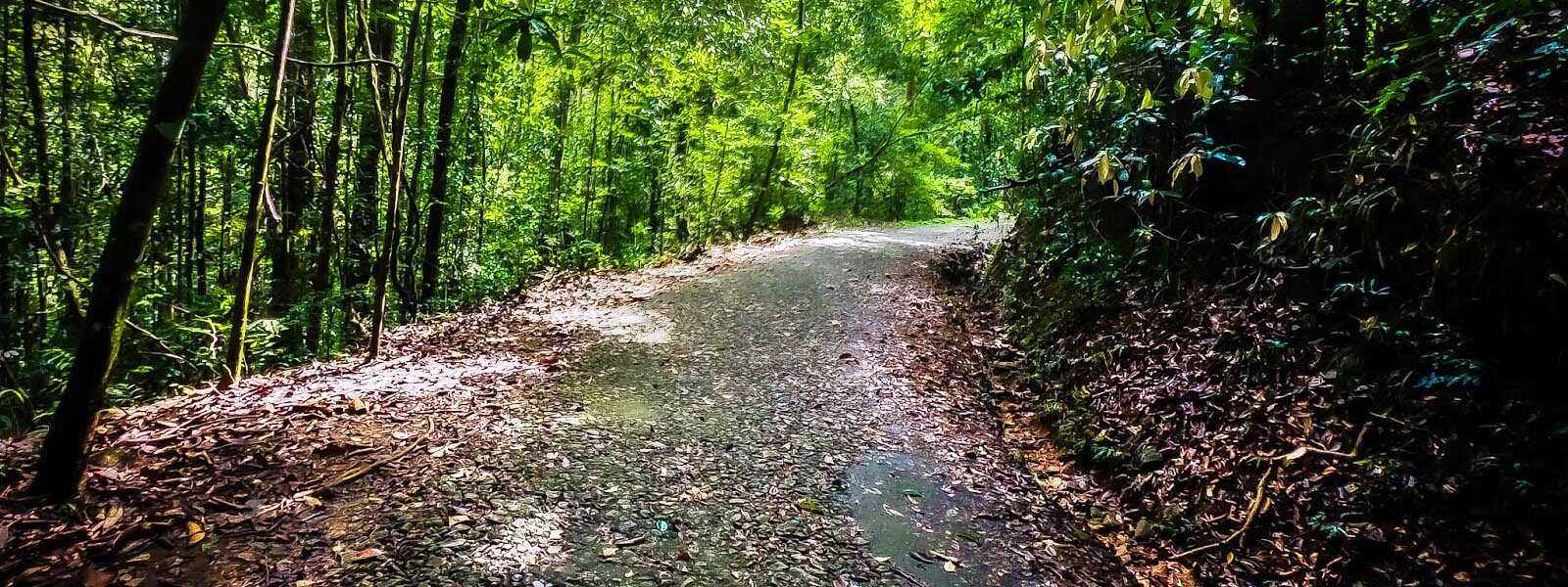 Kanneliya Rainforest Trekking Tour from Tangalle, Rekawa